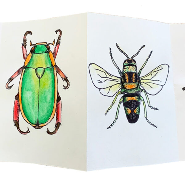 Beetle Foldout Book | Creative Kids Art Lessons